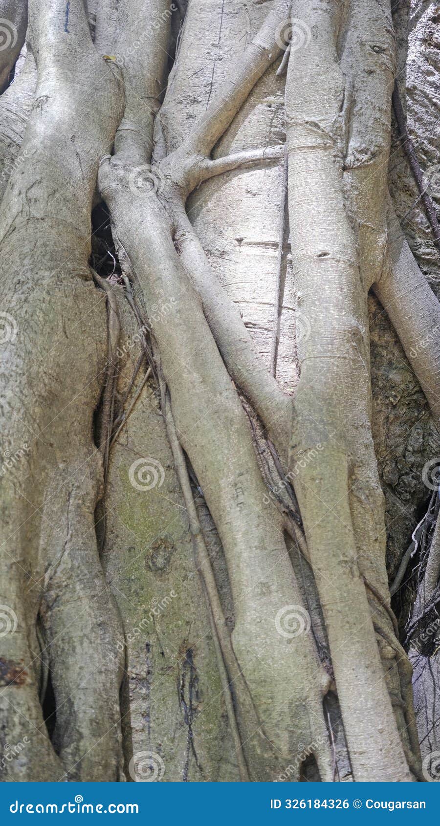 Vertical Brown Tree Trunk Grunge Natural Root Background Stock Photo ...