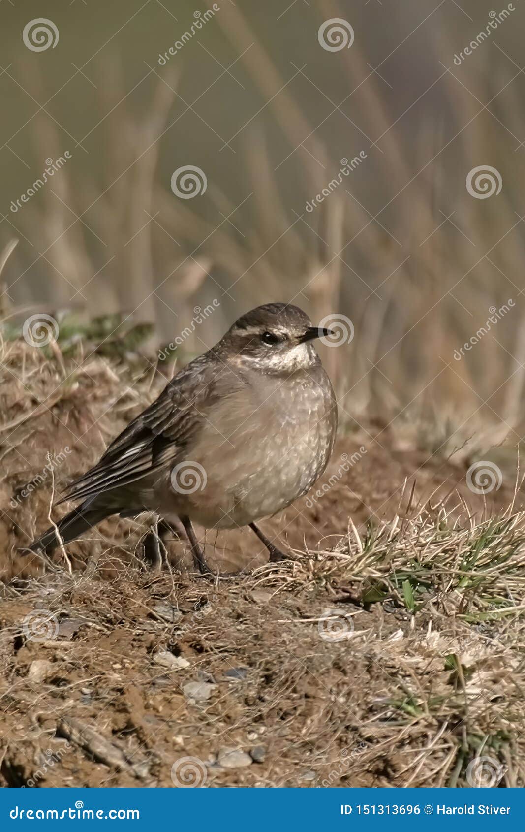 Vertical of Buff-winged Cinclodes, Cinclodes Fuscus, on Ground Stock ...