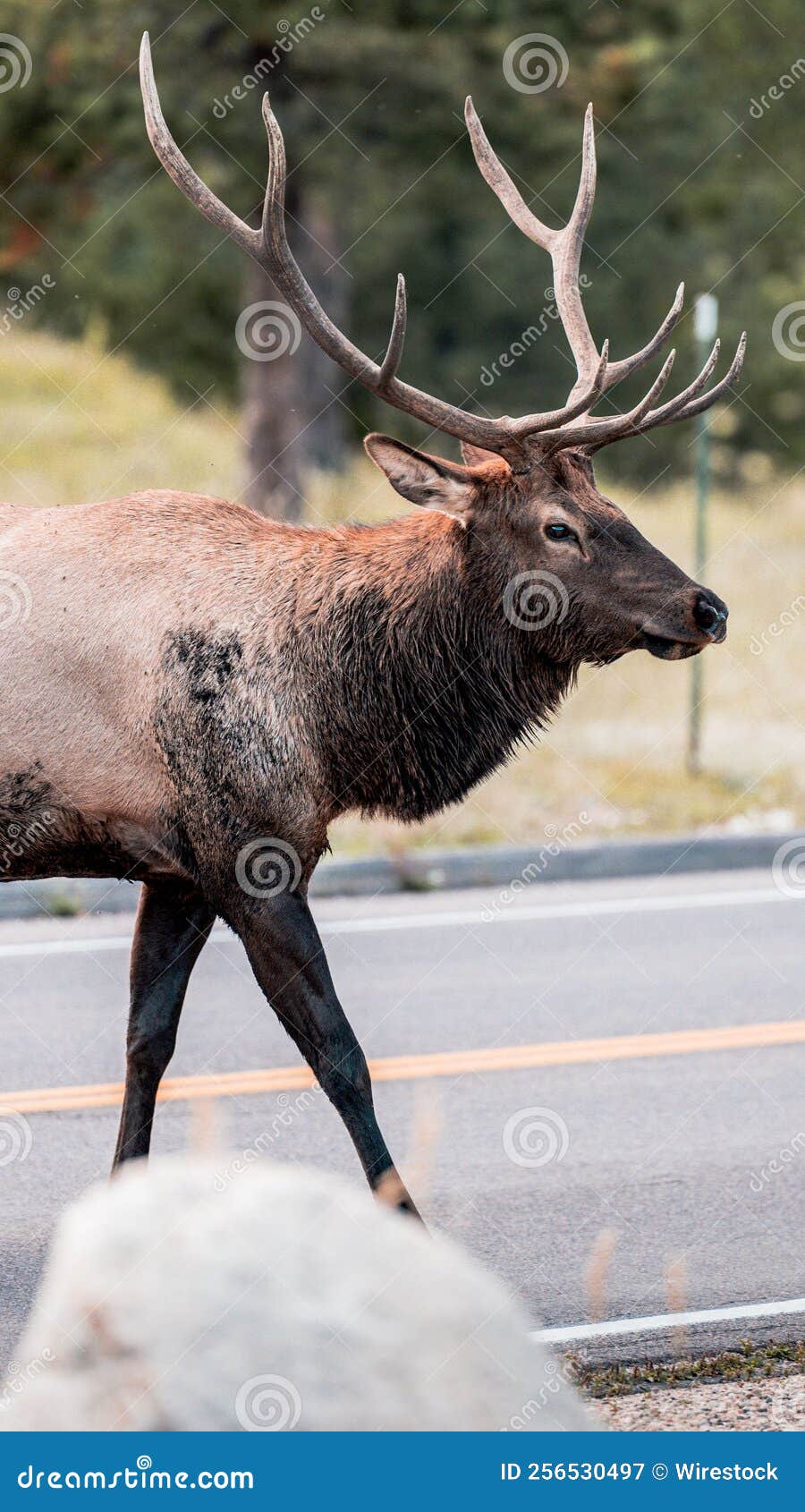 Vertical of a Bull Elk Walking in the Street. Stock Image - Image of ...