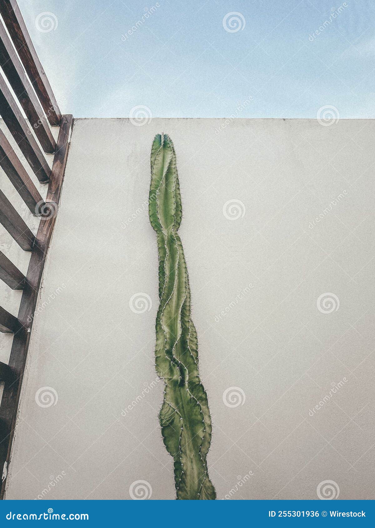 Vertical of a Cactus Leaning Up Against a Terrace Wall with a Blue Sky ...