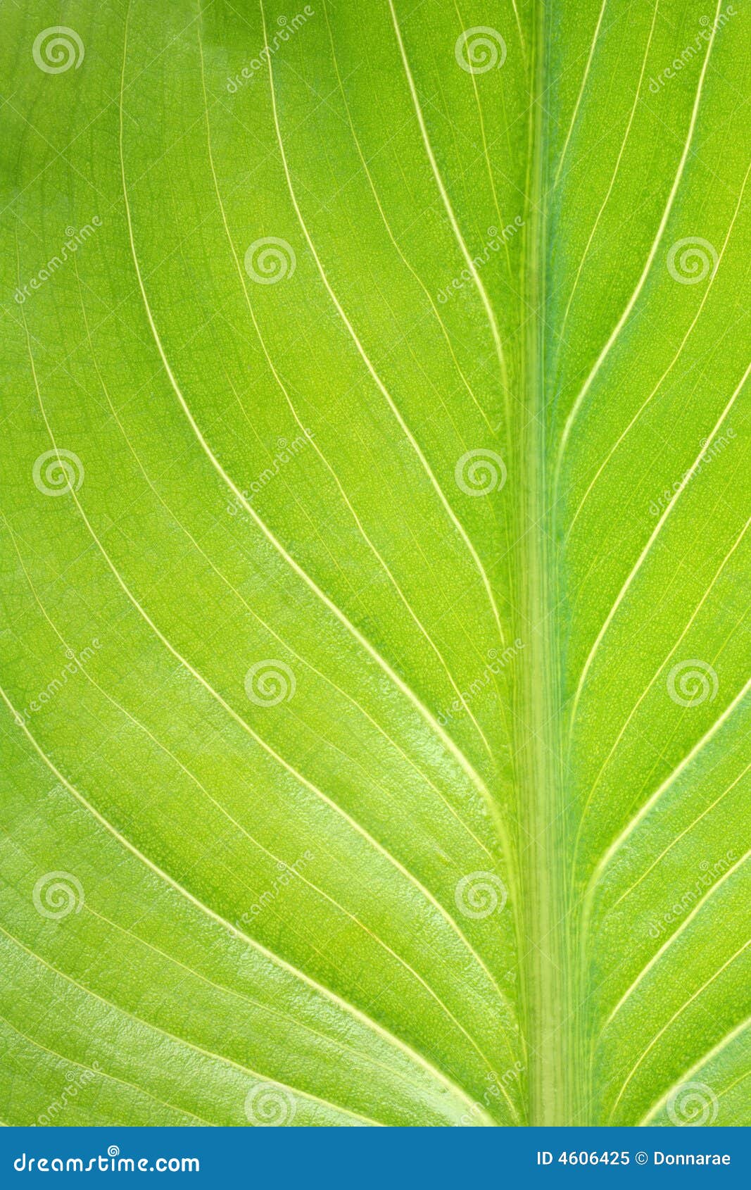 Vertical Calla Leaf Detail. Stock Image - Image of ecology, compelling ...