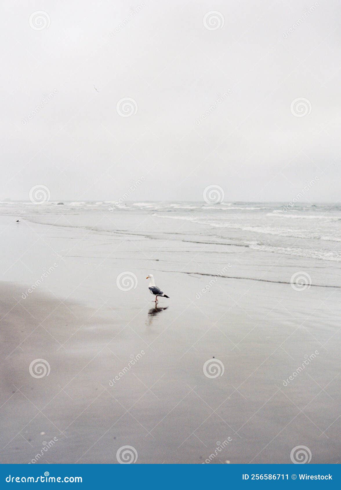 Vertical Calm Seascape with a Seagull on the Beach Stock Image - Image ...