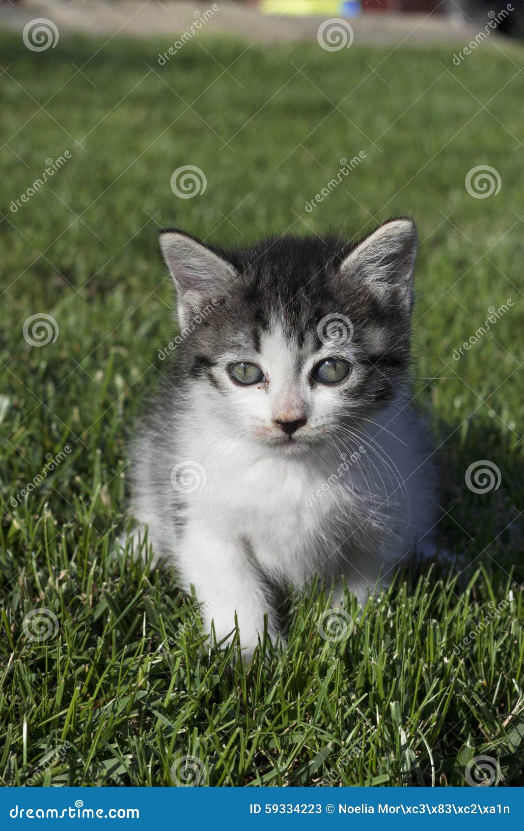 Vertical cat looking stock image. Image of whiskers, lying - 59334223