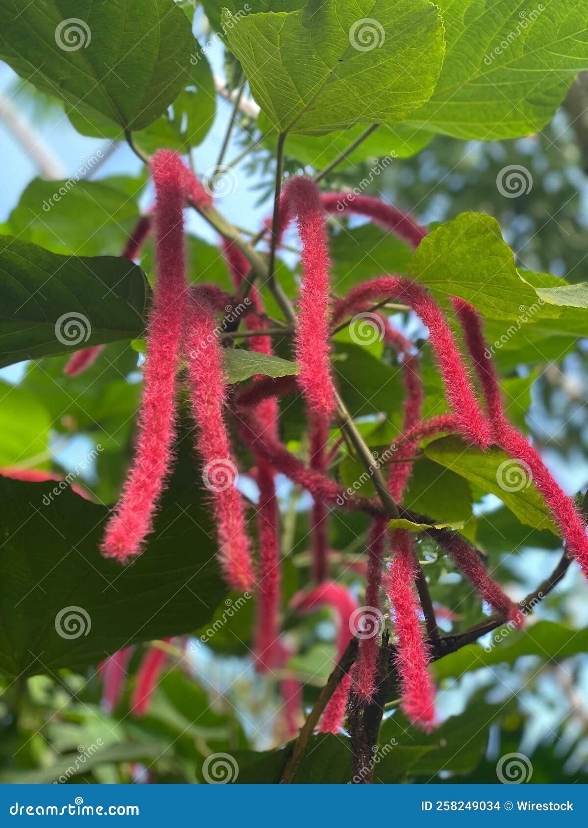 Vertical of Chenille, Acalypha Hispida Flowering Plant Stock Photo ...