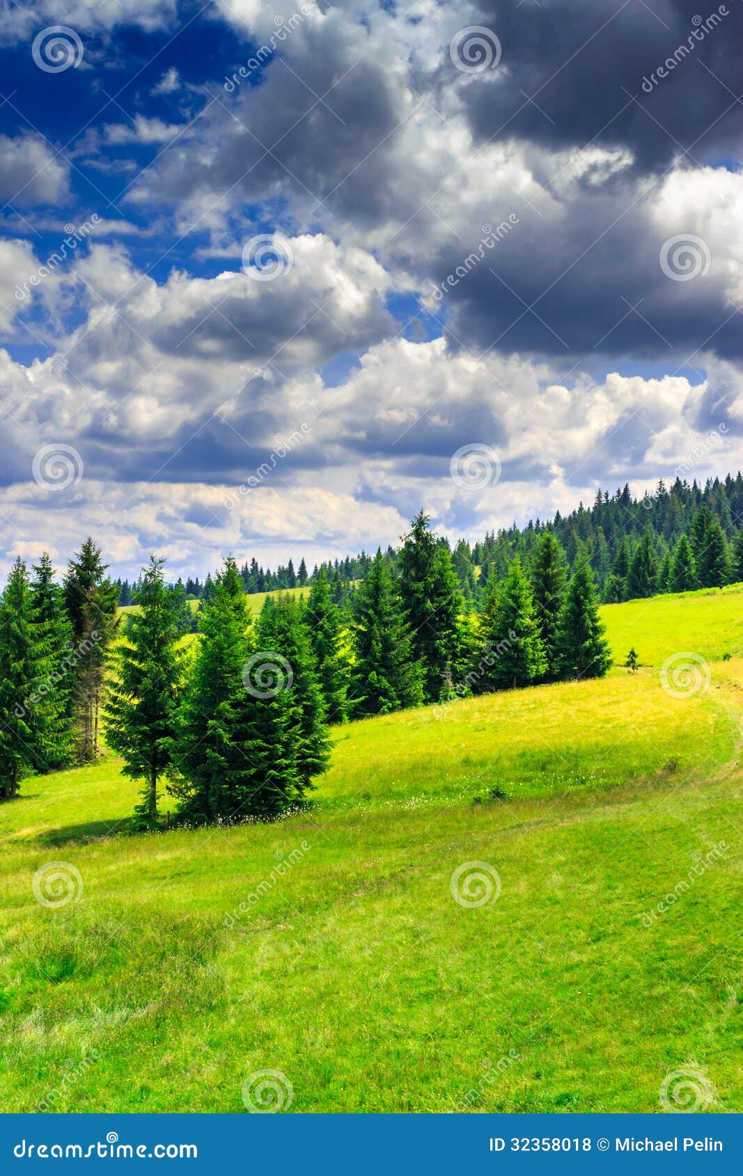 Vertical Clearing in a Mountain Forest after the Storm Stock Photo ...