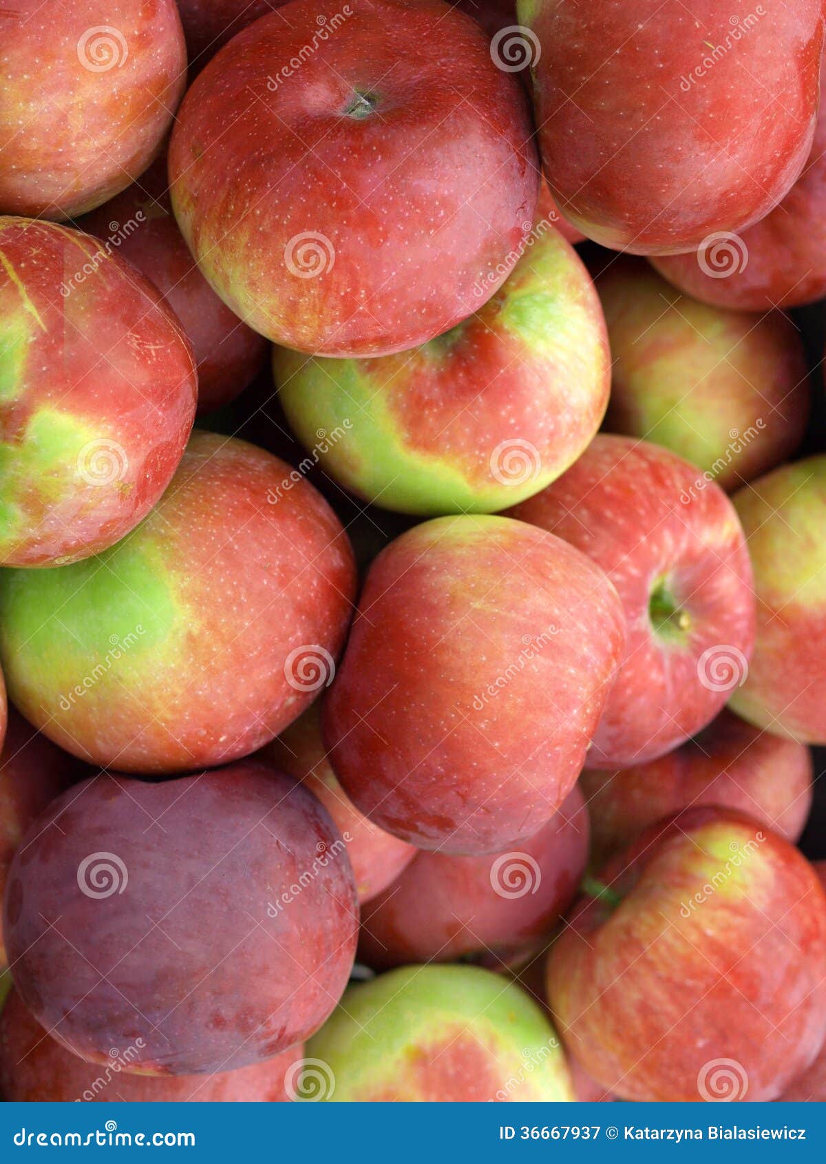 Vertical Close Up of Apples Stock Image - Image of fruitage, ecological ...