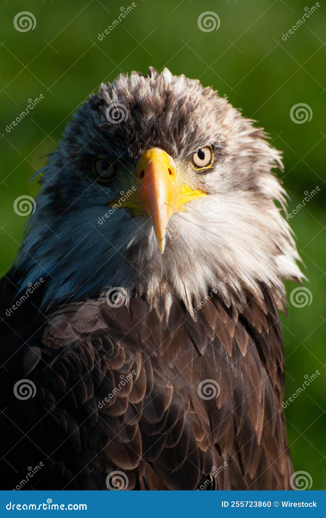 Vertical Close Up of a Bald Eagle Eagle Staring Right into the Camera ...
