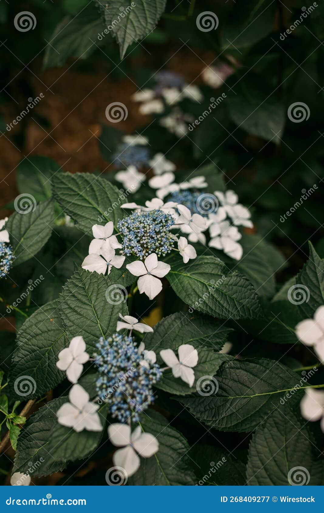 Blue Lacecap Hydrangea Flower Top View Isolated On White Stock ...