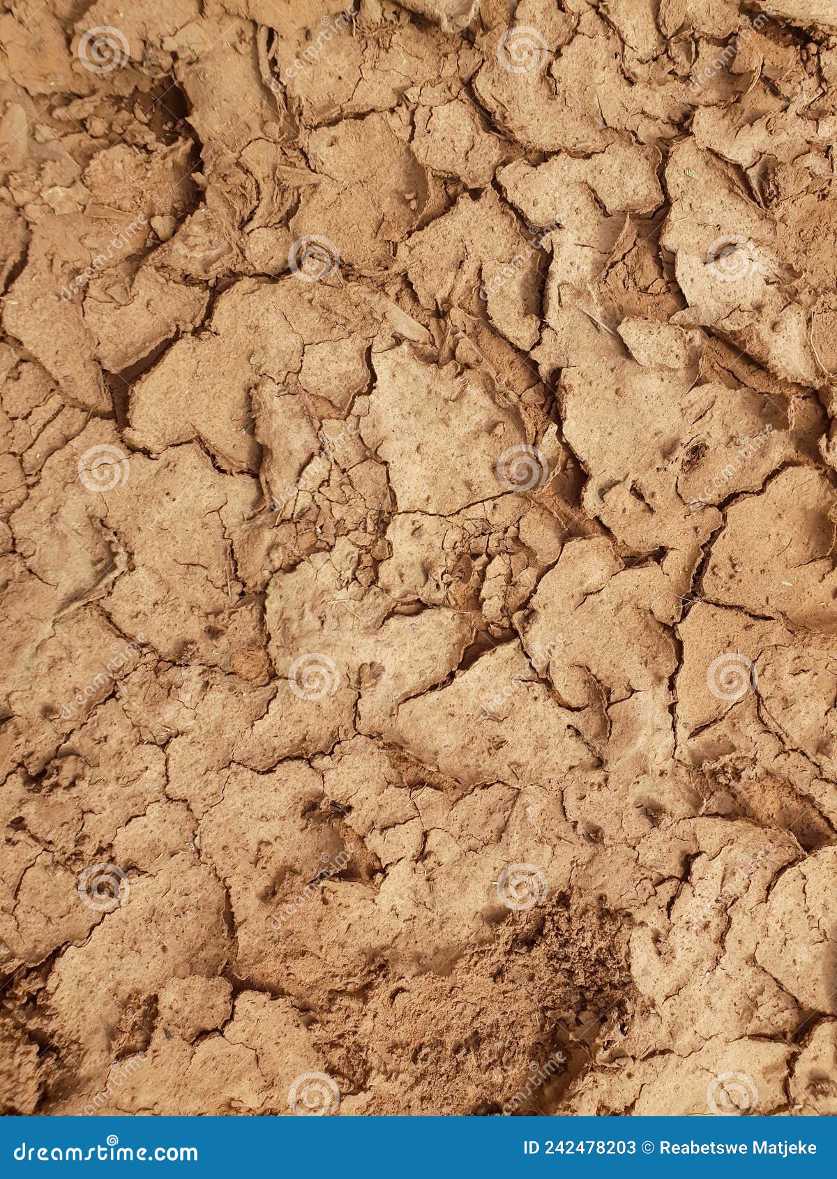 Dried Mud Surface with Cracks and Openings and Layers of Dust Stock ...