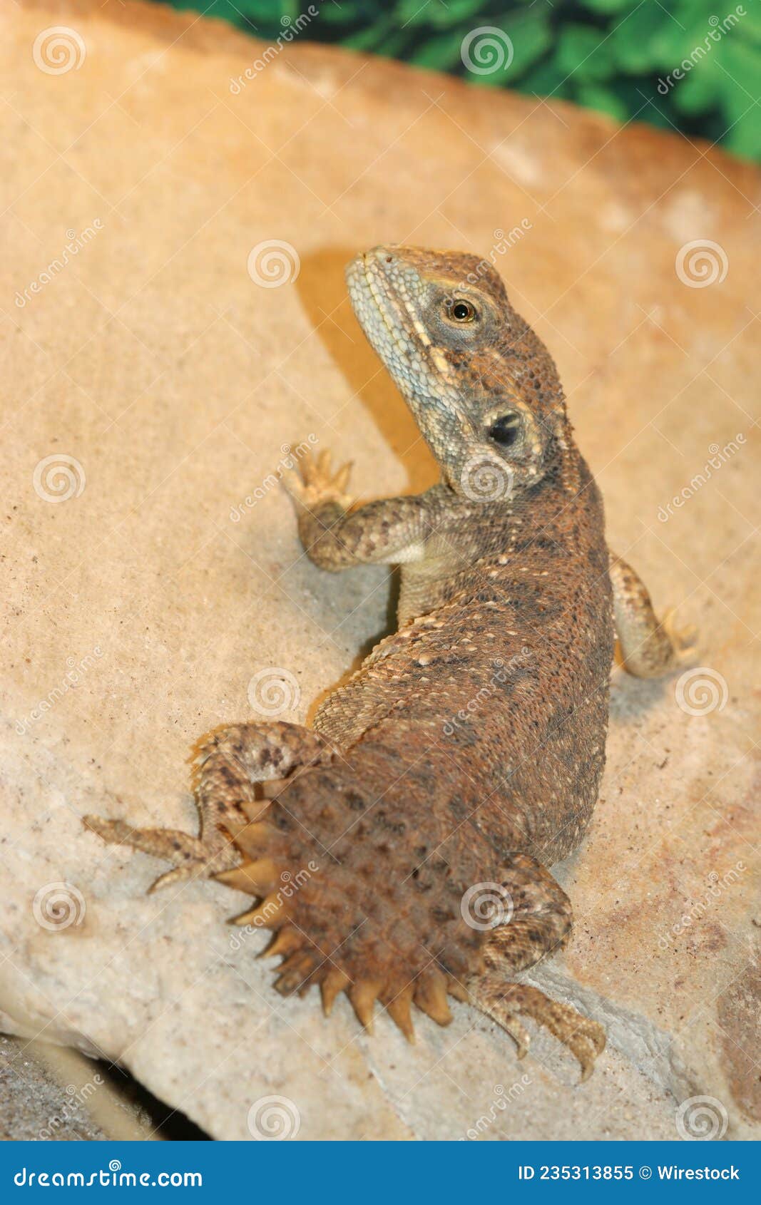 Dwarf Fat-tailed Jerboa (Pygeretmus Pumilio) Stock Image ...