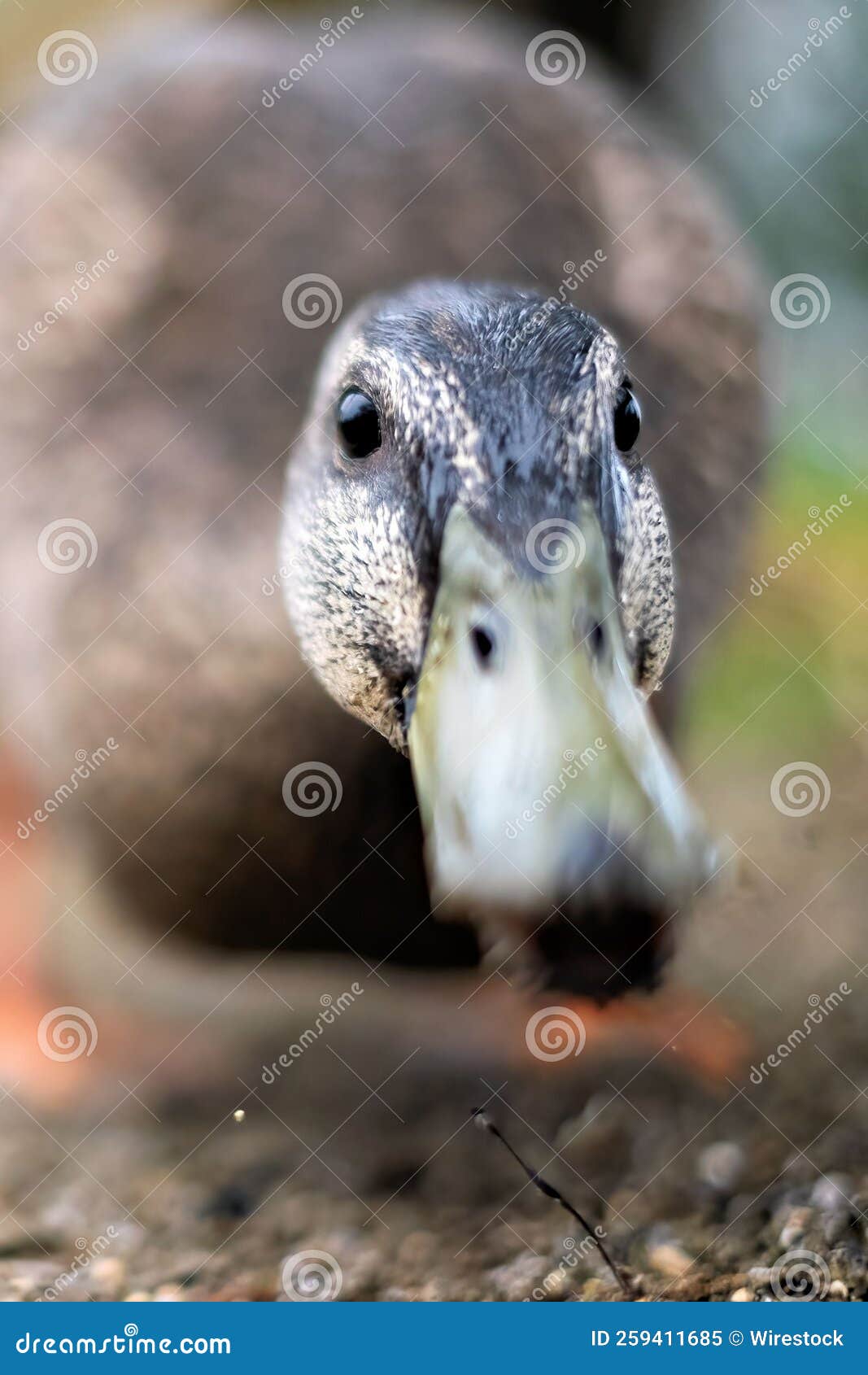 Vertical Close-up of a Front View of a Female Duck Staring at the ...
