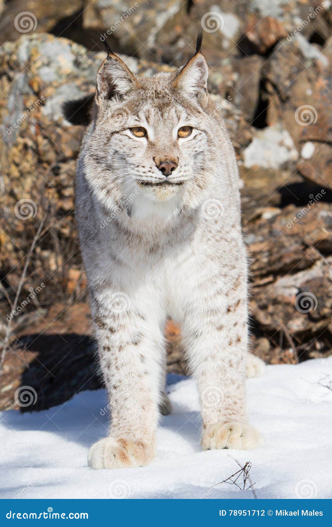 Vertical Close-up of North American Lynx Stock Photo - Image of outdoor ...