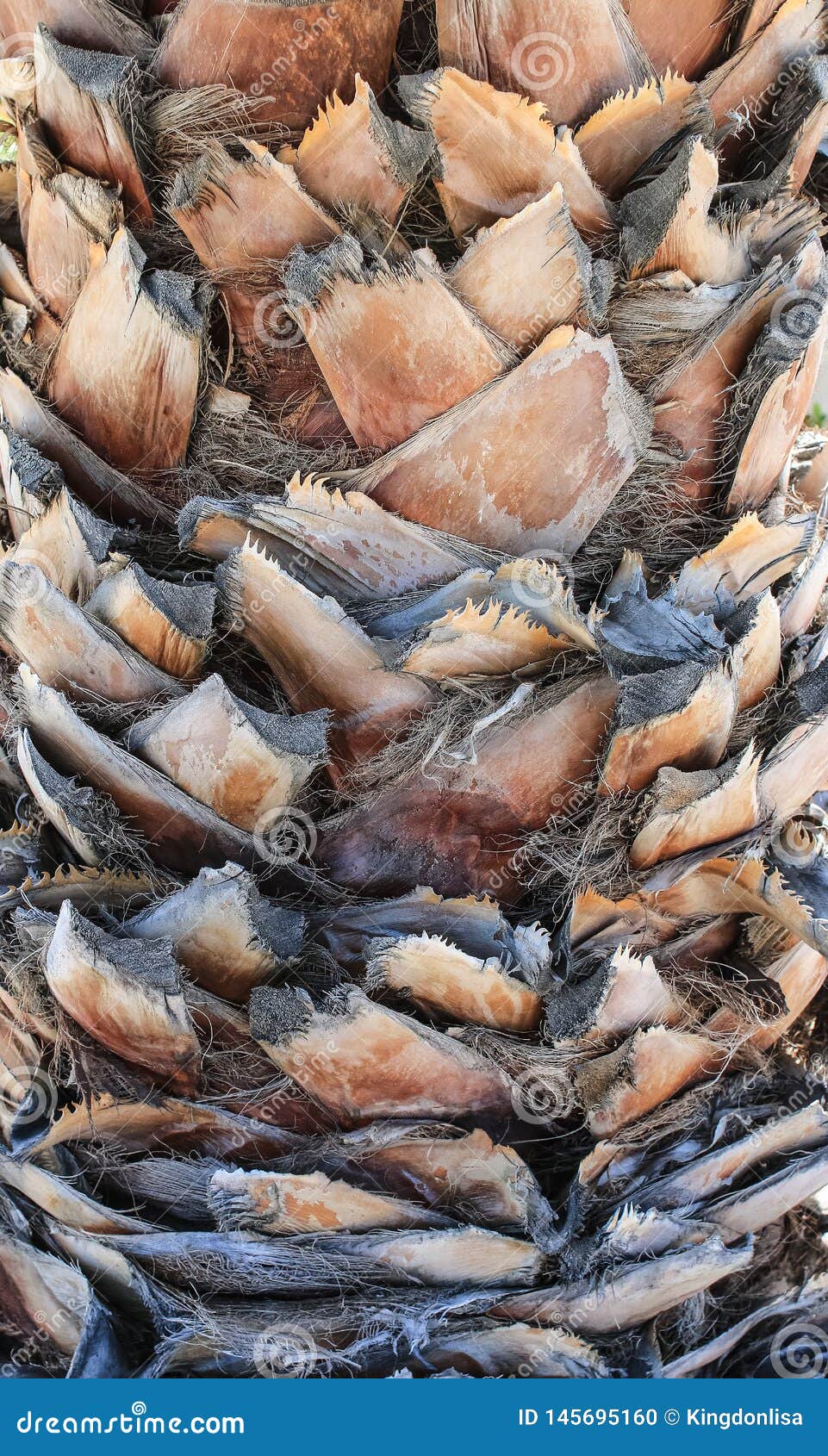 Vertical Close-up of Palm Tree Trunk Stock Photo - Image of outdoors ...