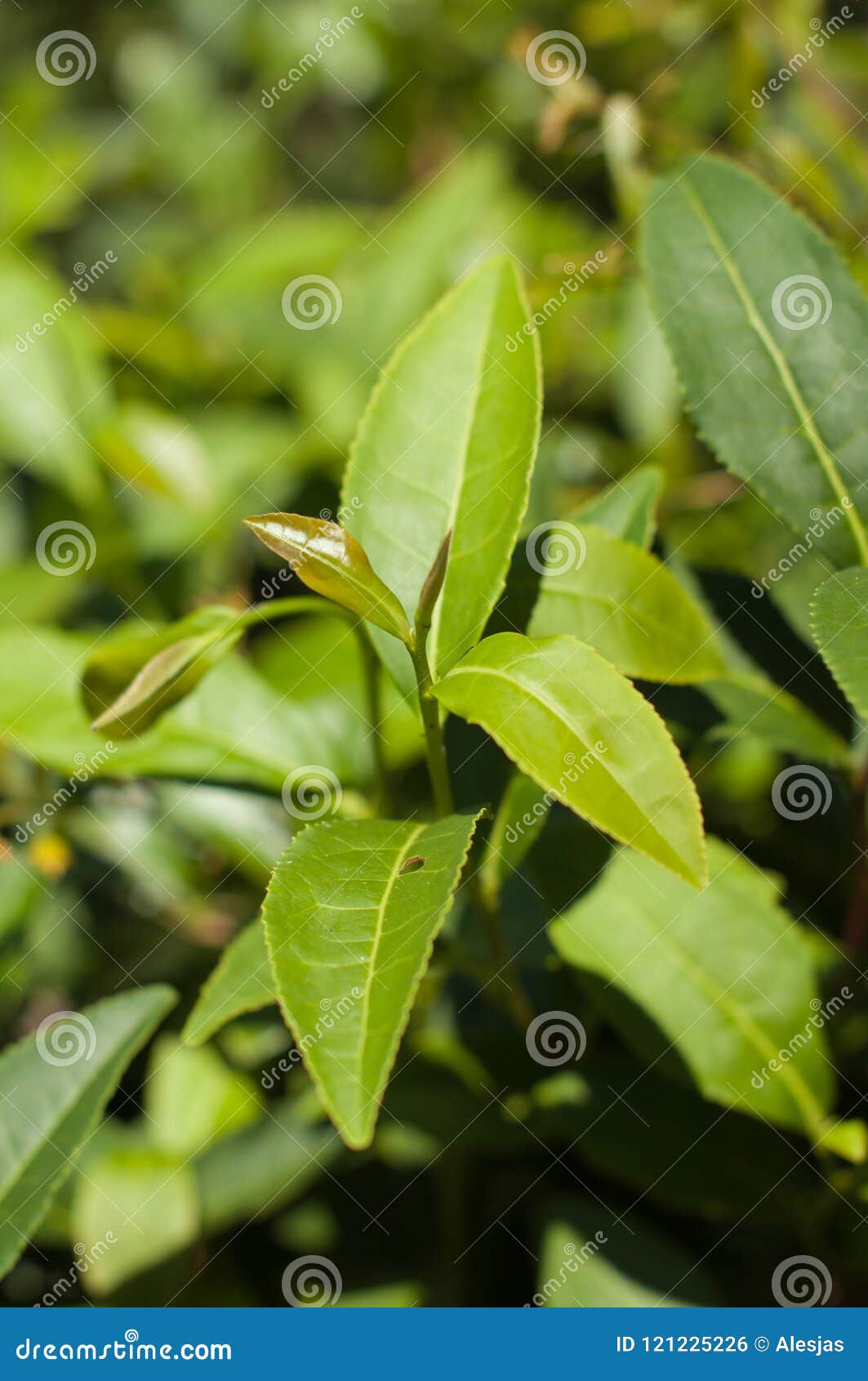 Close-up Photo of the Tea Tree Leaves for White Tea Over Background of ...