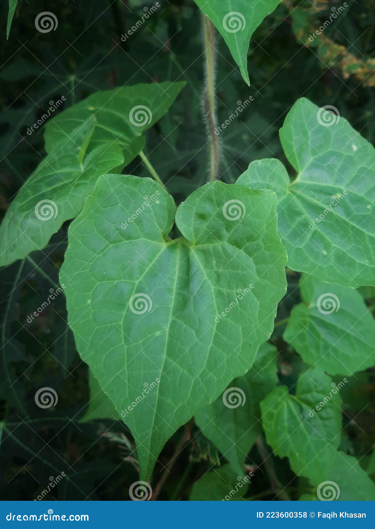 Close up photo of vines stock photo. Image of green - 223600358