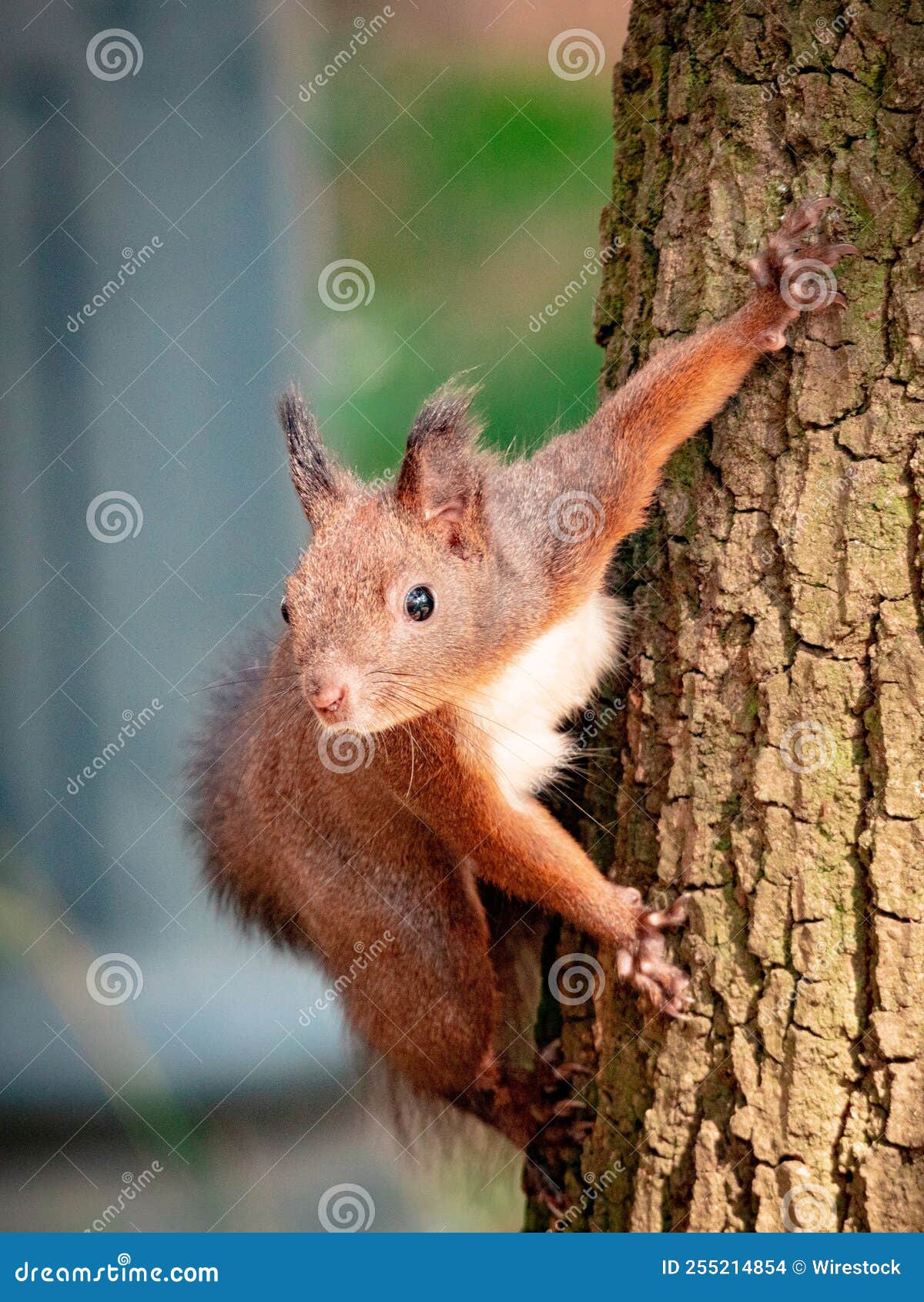 Vertical Close-up Profile View of a Sciurus Vulgaris Orientis Climbing ...