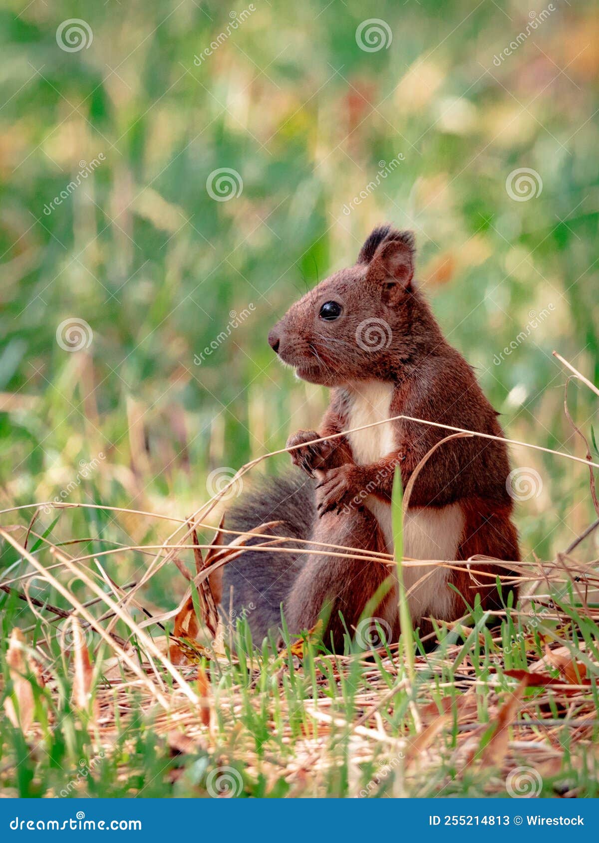 Vertical Close-up Profile View of a Sciurus Vulgaris Orientis Resting ...