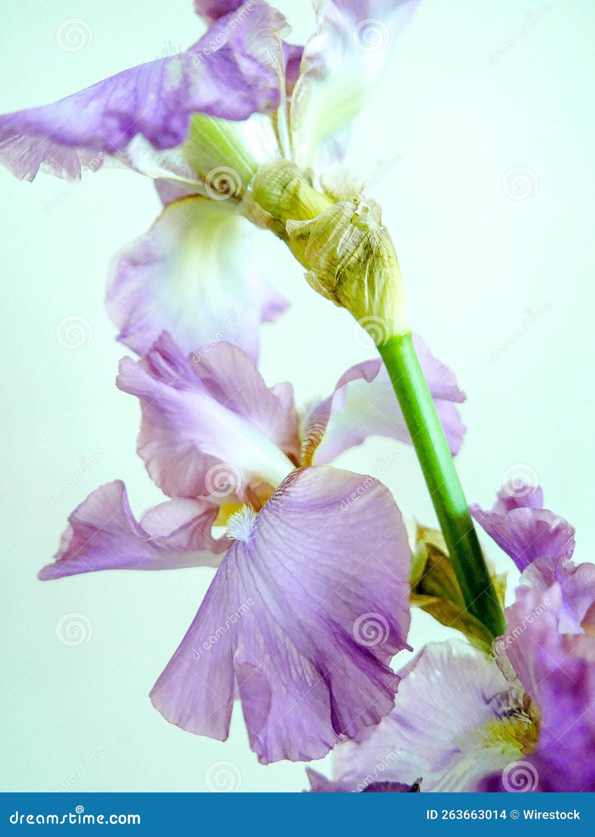 Vertical Close-up of a Purple German Iris (Iris Germanica) with a Blue ...