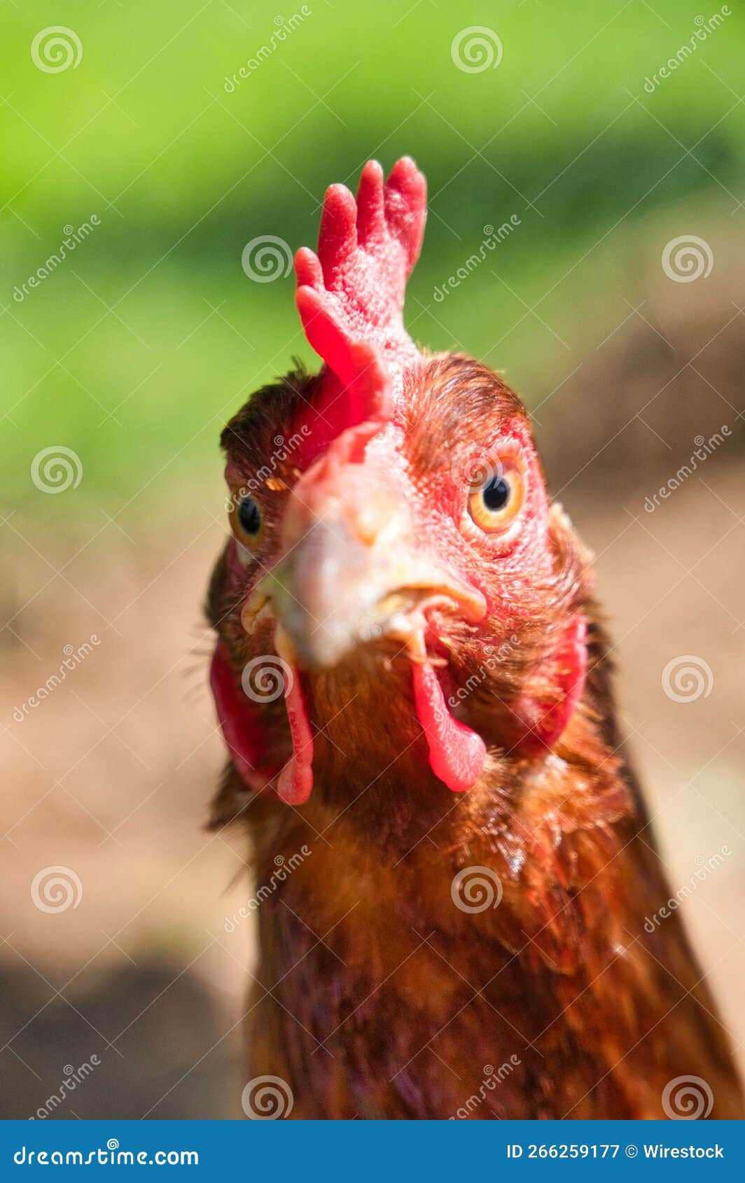 Vertical Close-up of a Rooster Looking at the Camera Stock Image ...