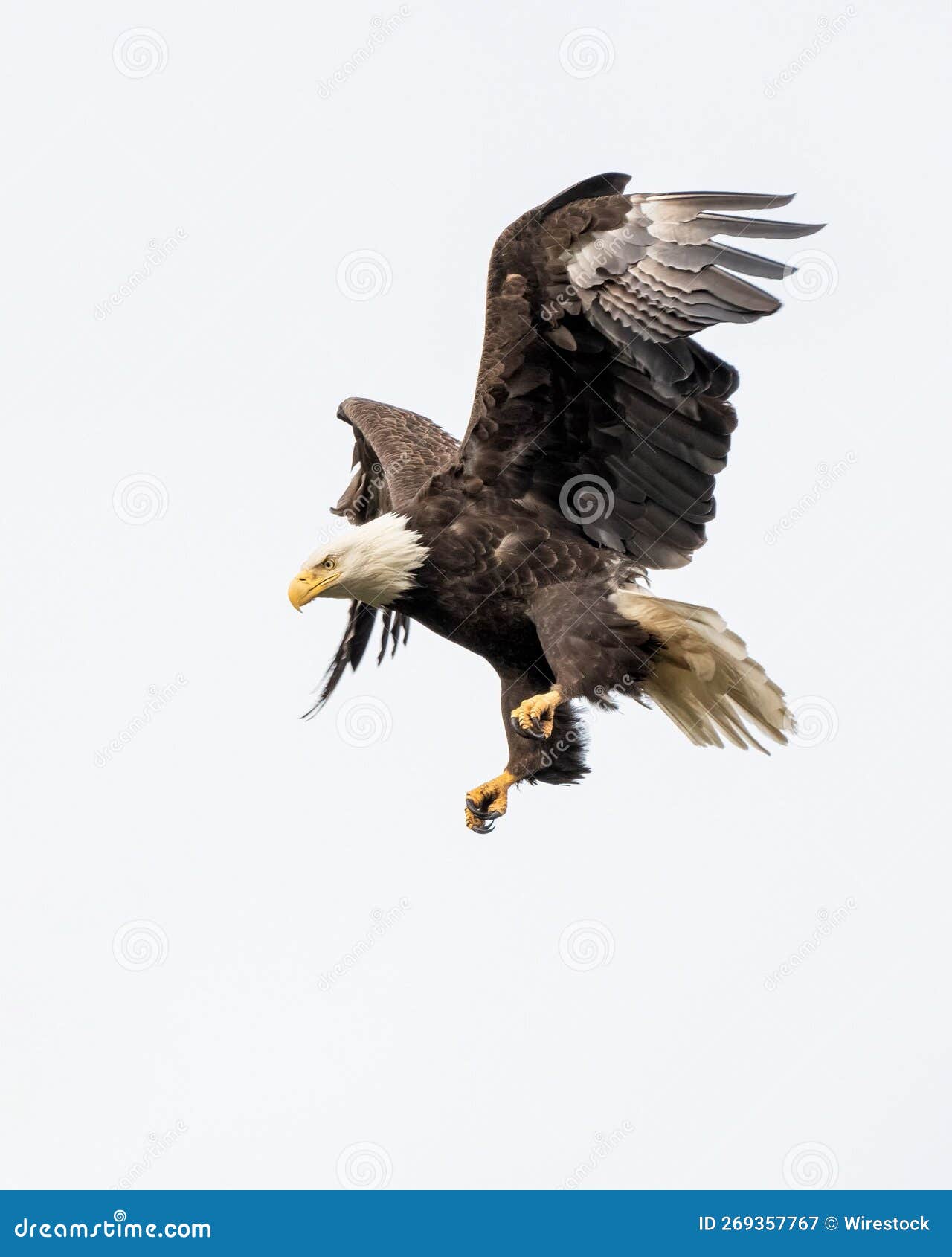 Vertical Close-up Shot of a Bald Eagle Flying in the Sky Stock Image ...