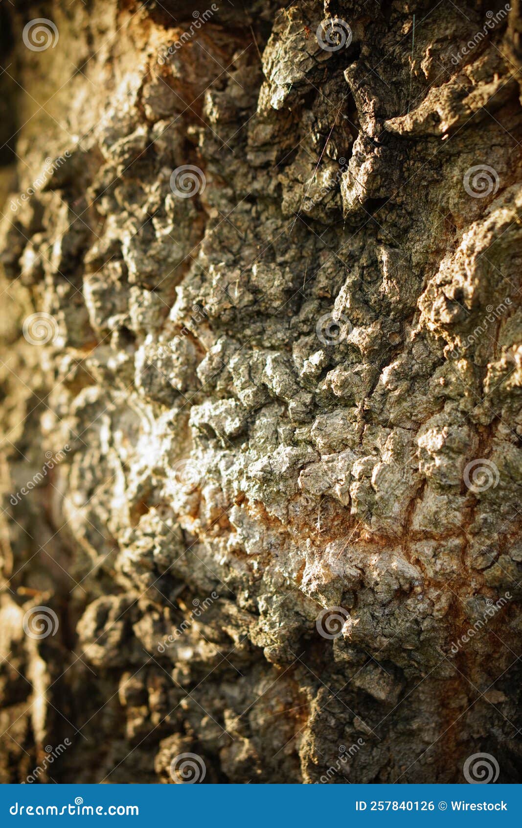 Vertical Close-up Shot of a Bumpy Trunk Texture Stock Photo - Image of ...
