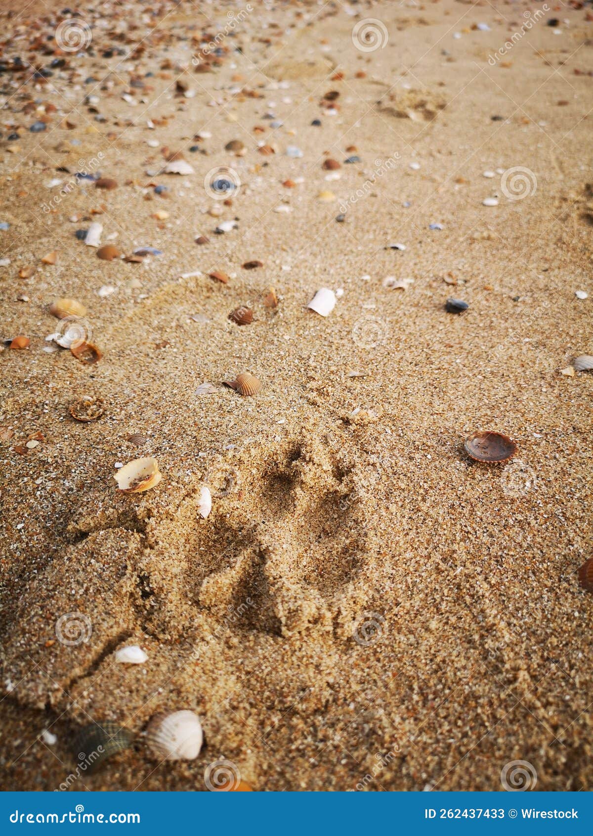 Vertical Close-up Shot of a Paw Print on a Sandy Beach Stock Image ...