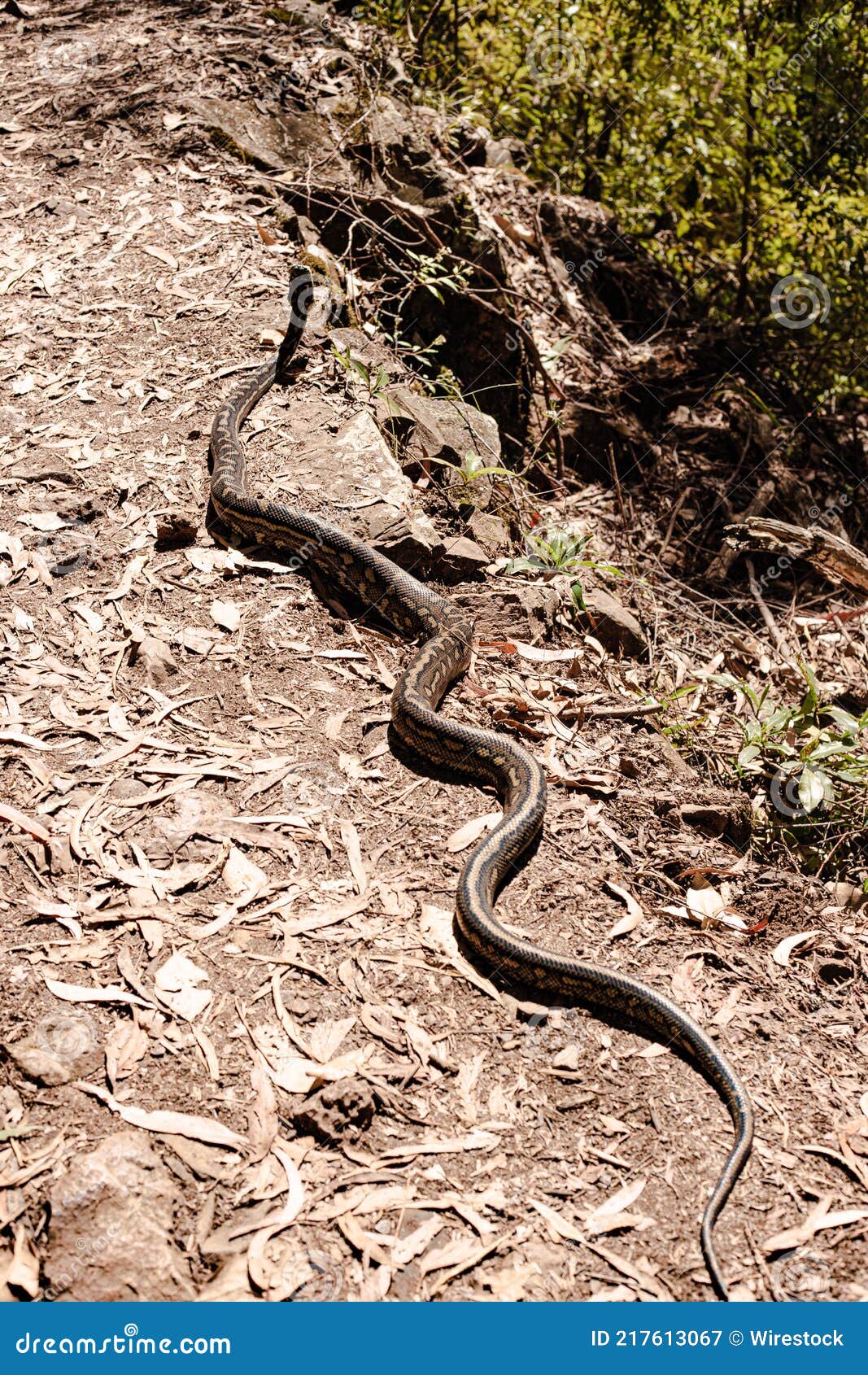 Vertical Close Up Shot of a Snake on the Ground Stock Image - Image of ...