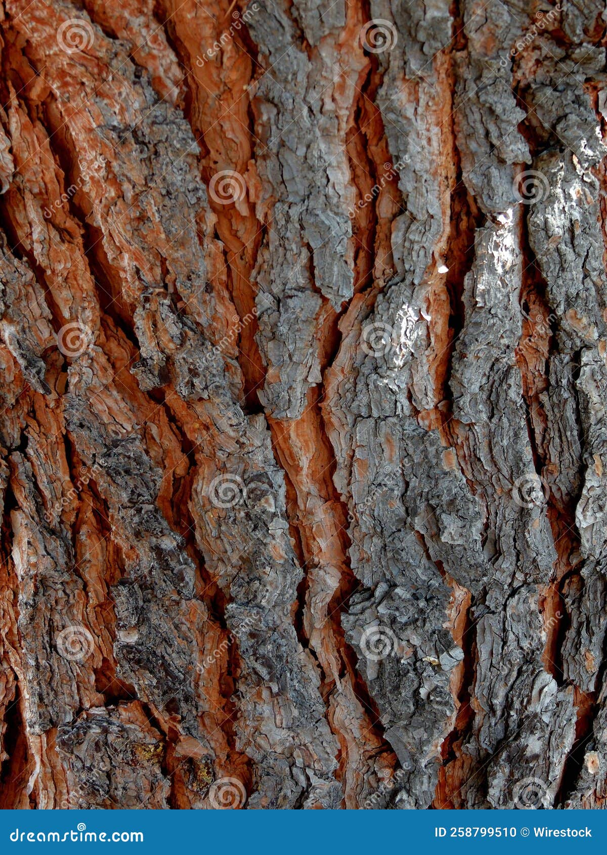 Vertical Close-up Shot of Tree Trunk Texture Stock Photo - Image of ...