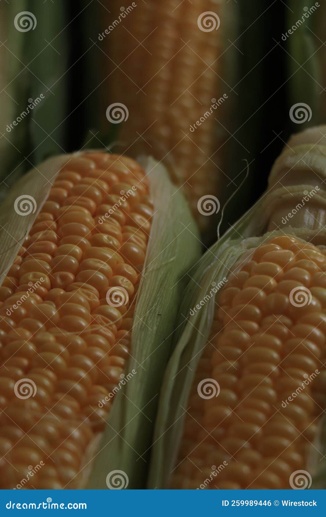 Vertical Close-up Shot of Uncooked Corn Stock Photo - Image of healthy ...