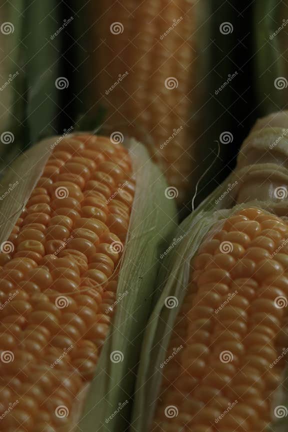 Vertical Close-up Shot of Uncooked Corn Stock Photo - Image of healthy ...