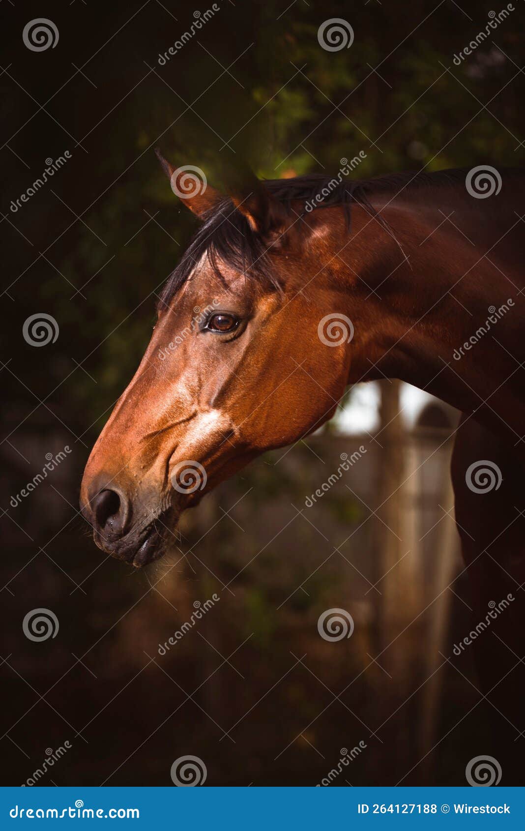 Vertical Close-up of a Thoroughbred Saddle Horse Standing in a Farm ...