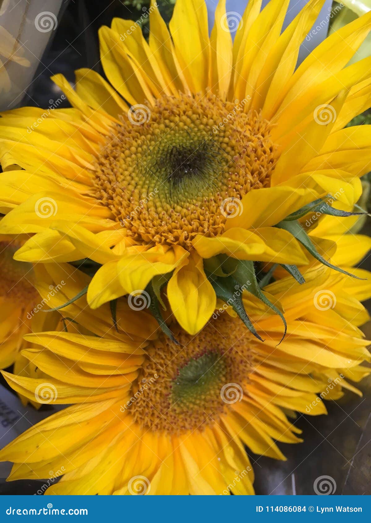 Two sunflowers stock photo. Image of close, nature, sunflowers - 114086084