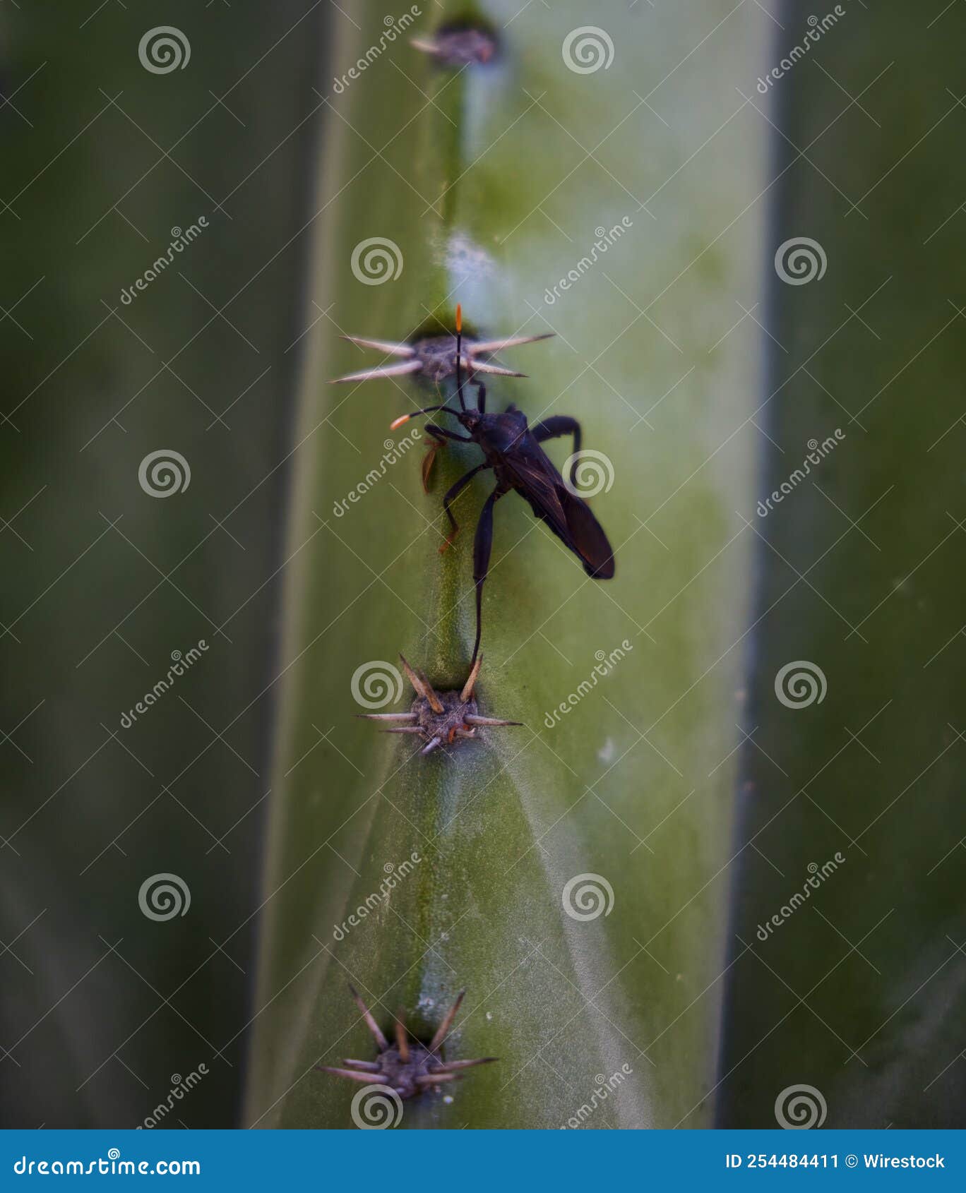 Vertical Close-up View of an Acanthocephala Terminalis Bug on the ...
