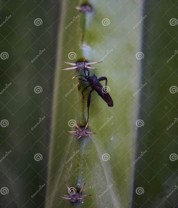 Vertical Close-up View of an Acanthocephala Terminalis Bug on the ...