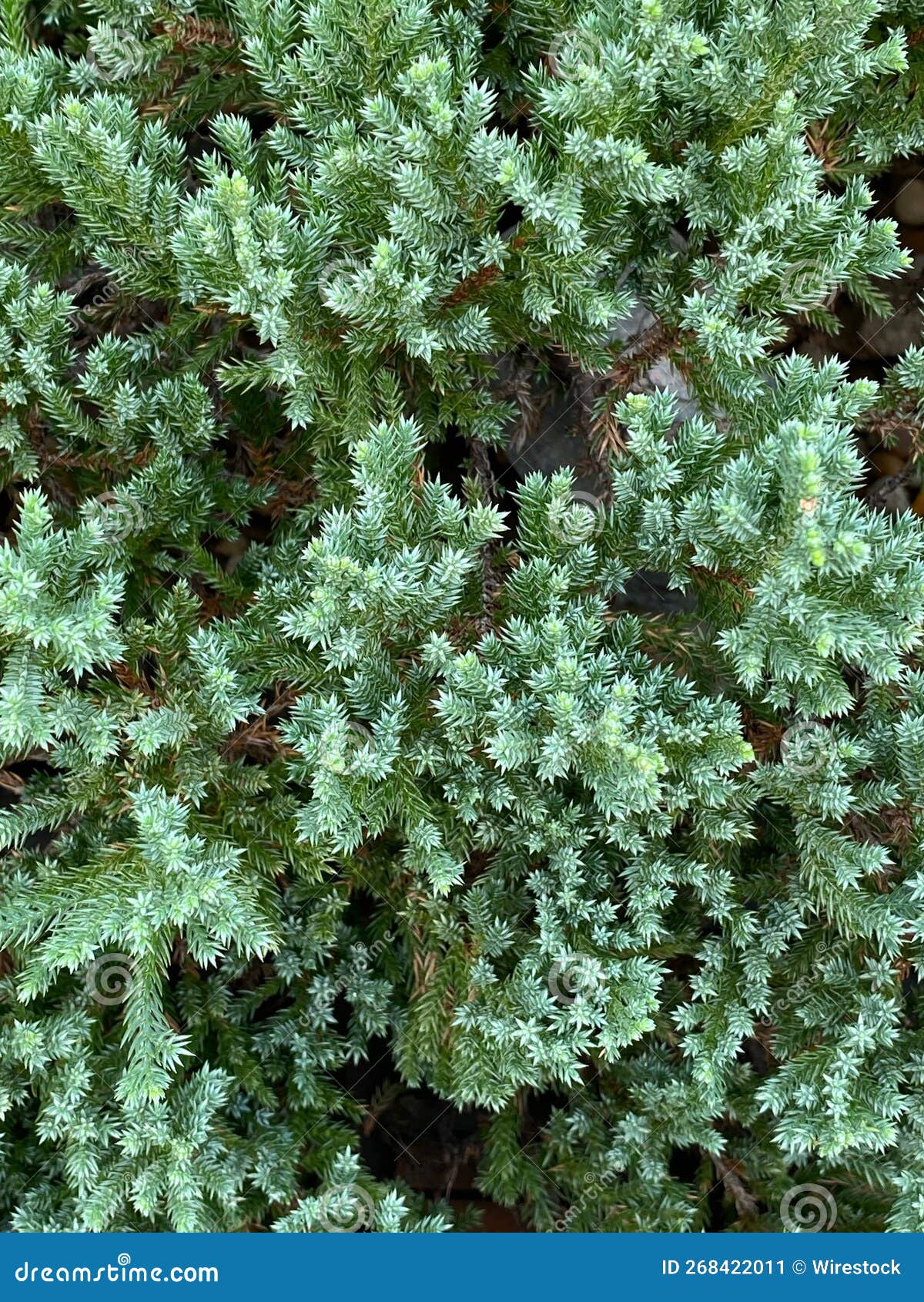 Vertical Close-up View of Conifer Tree Branches Creates a Beautiful ...