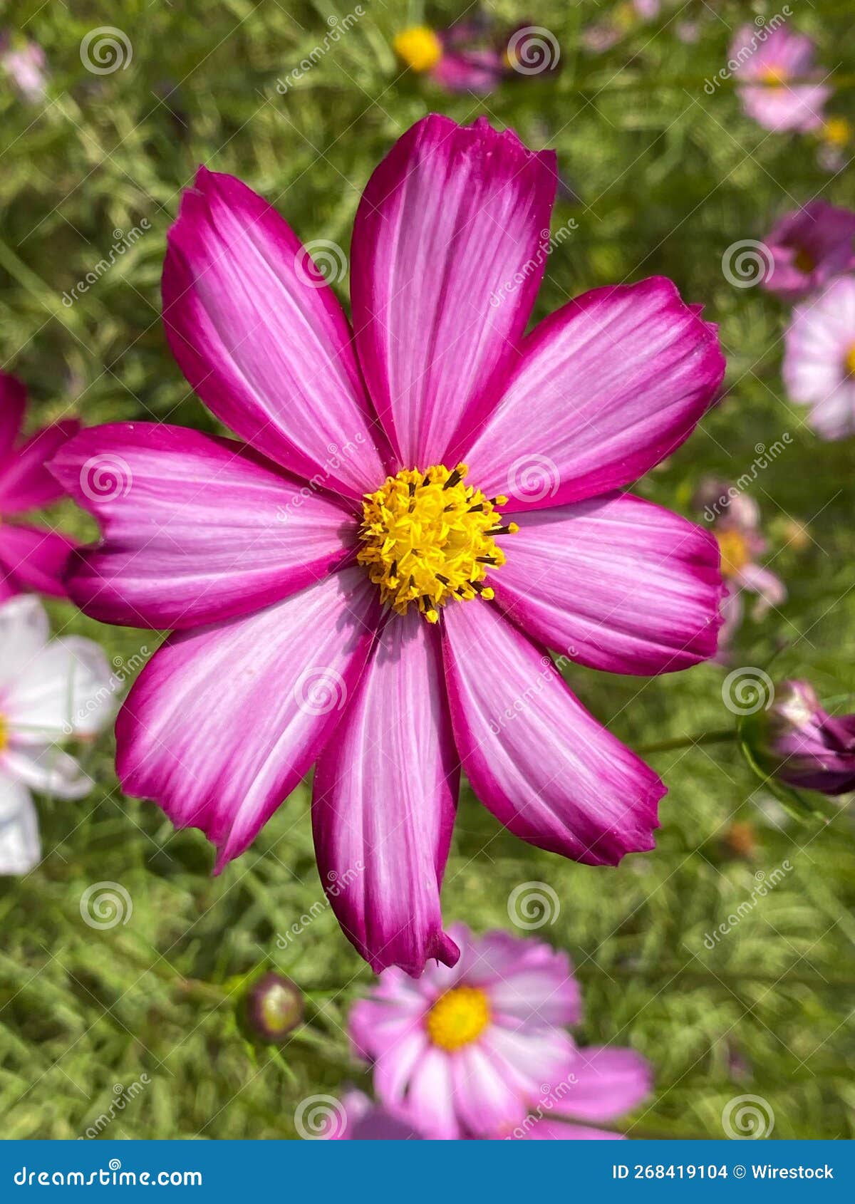 Vertical Close-up View of a Cosmos Flower Head Blooming in a Meadow ...