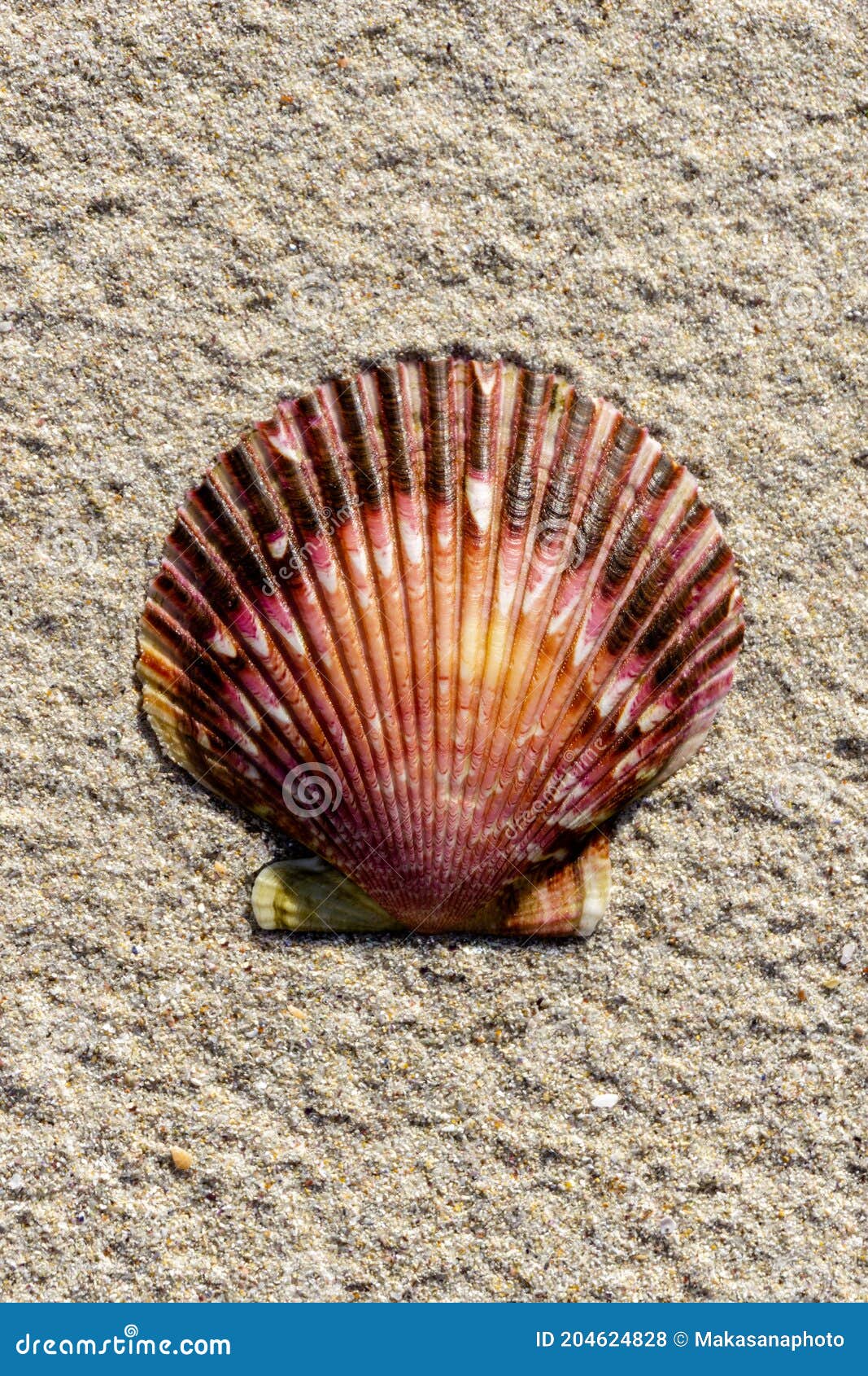 Vertical Close Up View of a Pilgrim Scallop Shell on a Golden Bright ...