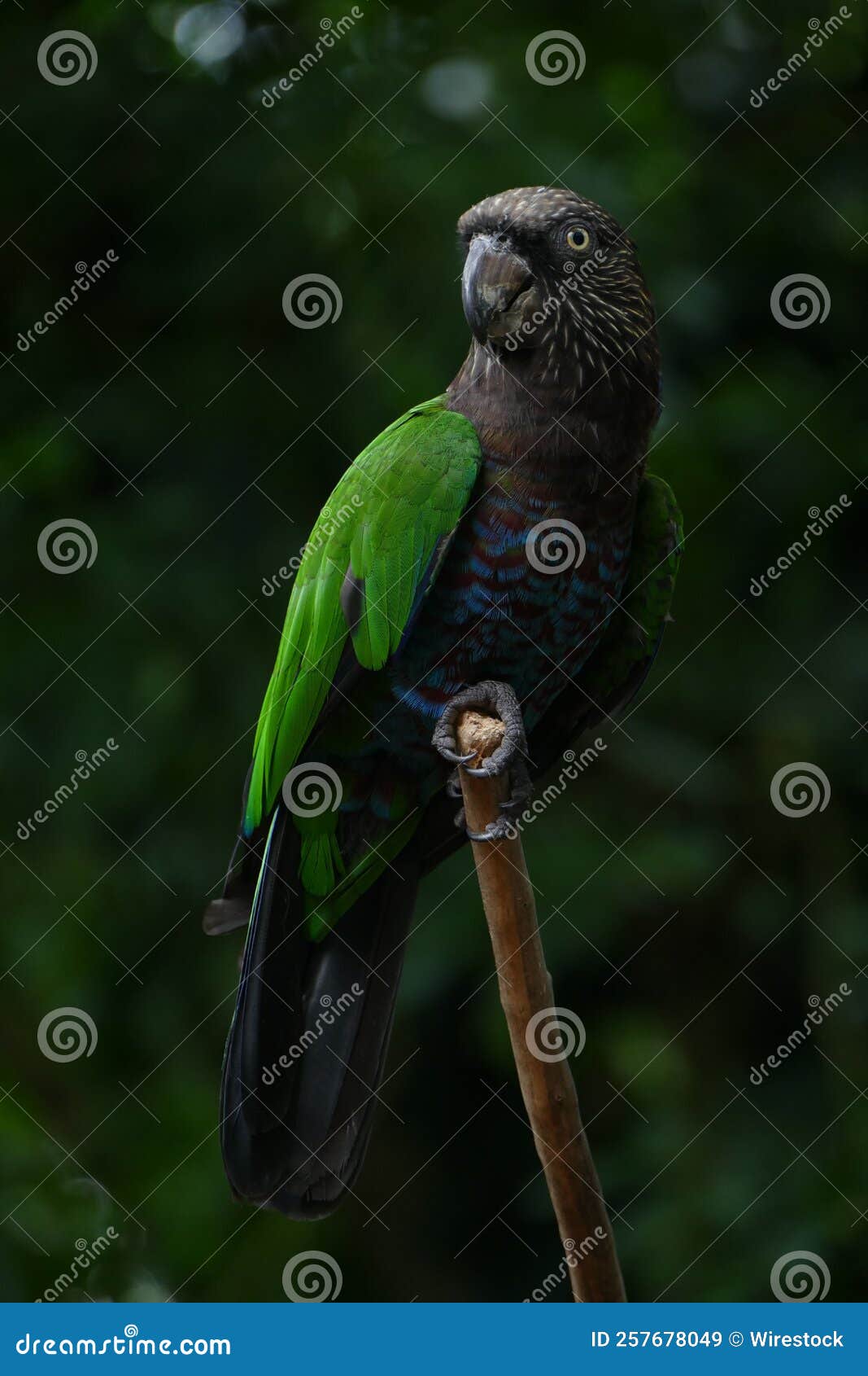 Vertical Close-up View of a Red-fan Parrot Perching O the Stick in ...