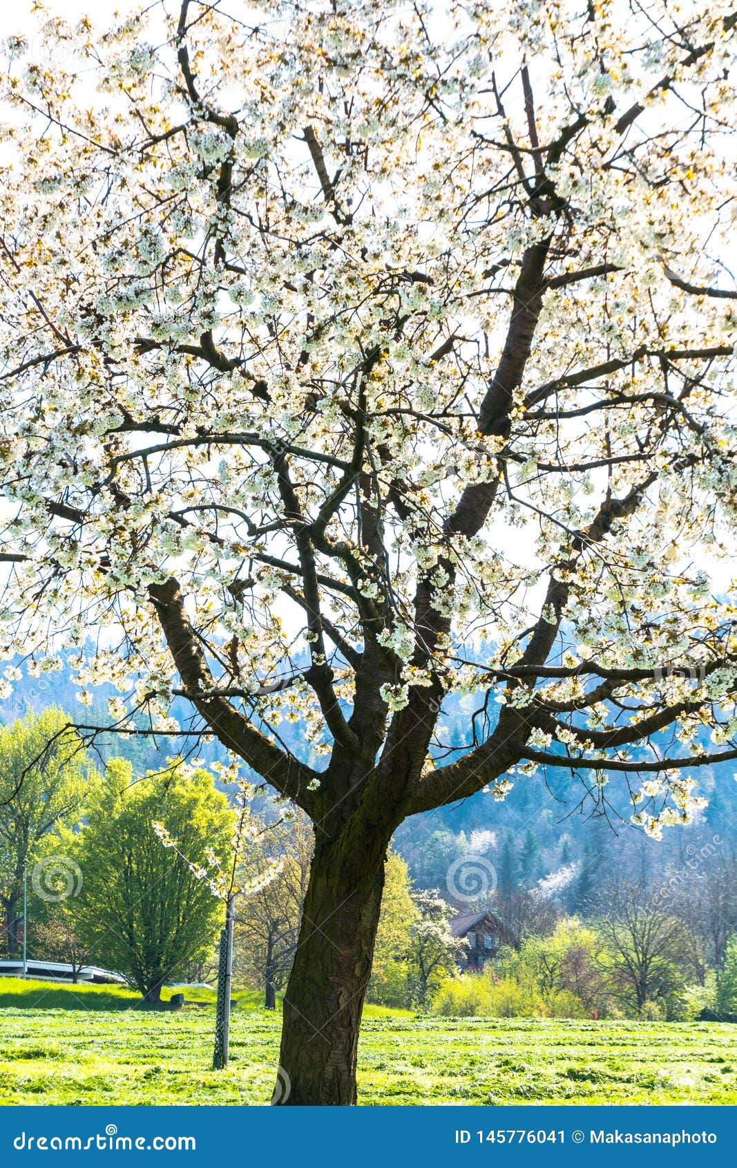 Close Up View of a Single Cherry Tree with White Blossoms Stock Image ...