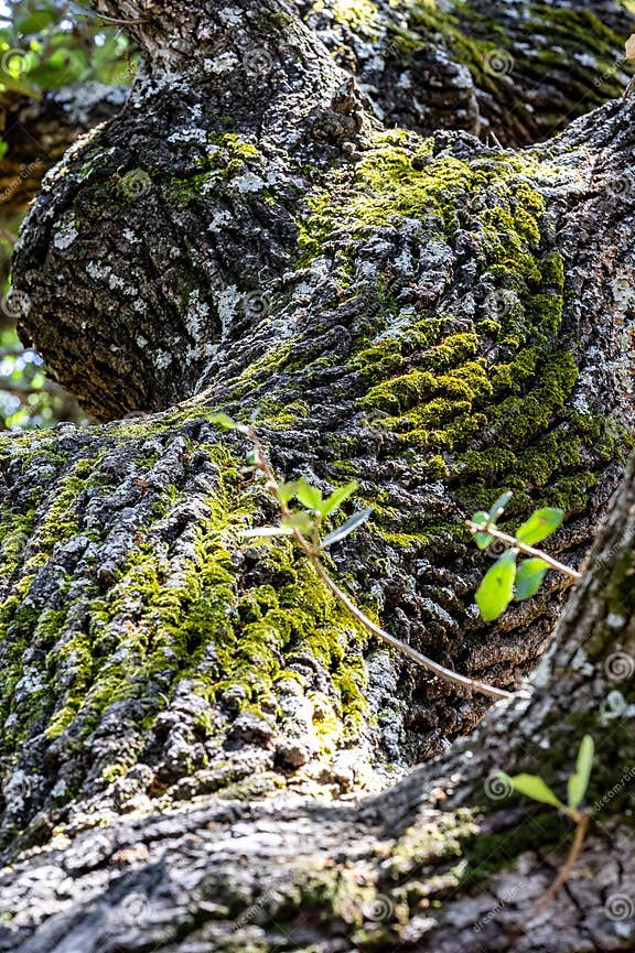 Vertical Close-up View of the Tree Algae Under the Sunlight Stock Image ...
