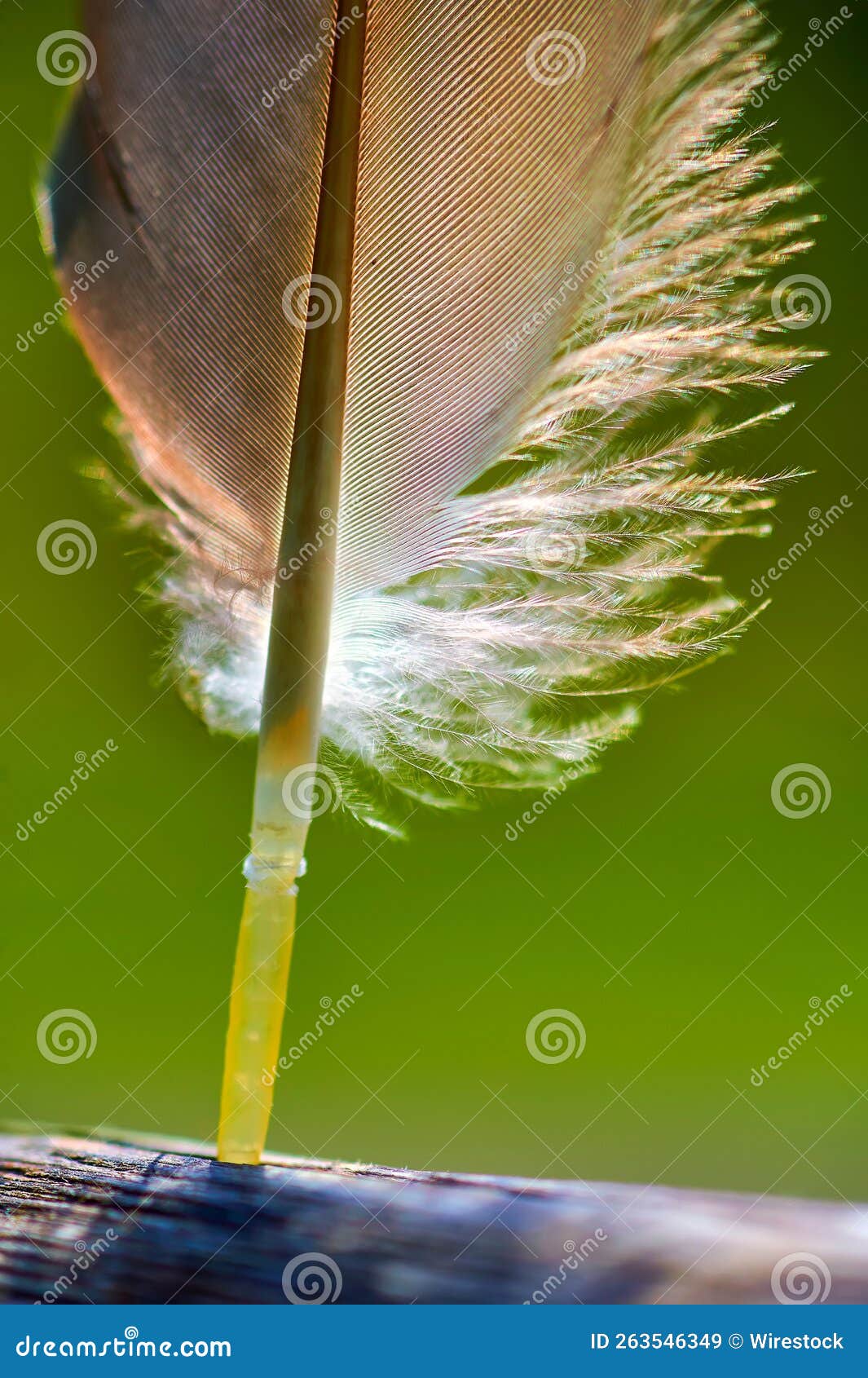 Vertical Close-up of a White Feather Inserted in a Texture Can Be Used ...