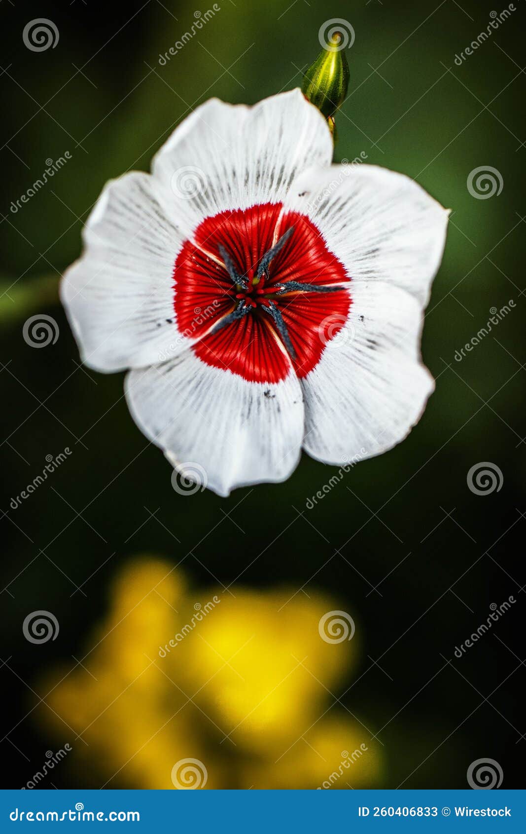 Vertical Close-up of a White Linum (flax) Flower Stock Image - Image of ...