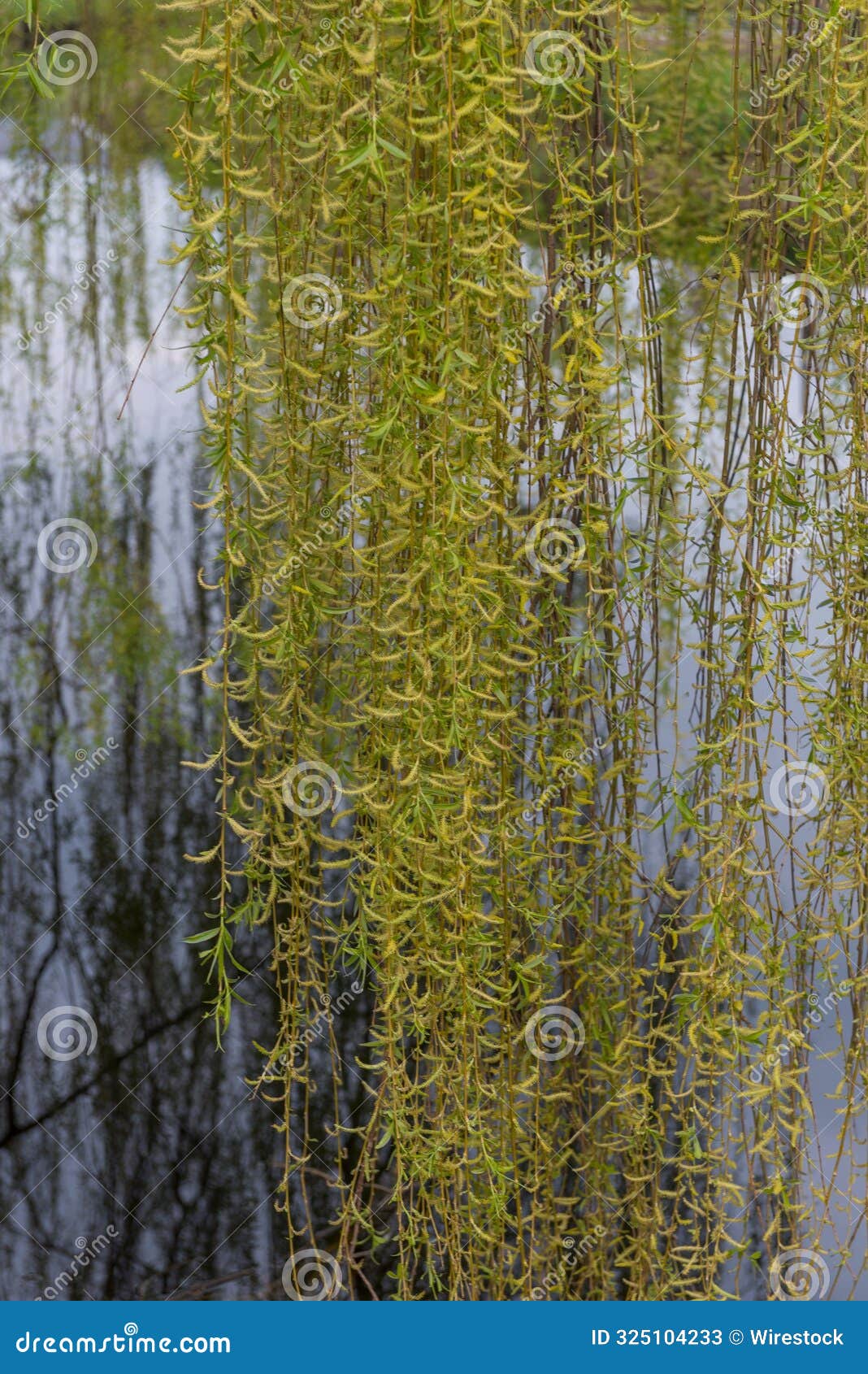 Vertical Close-up of Willow Tree Branches Hanging Over a Calm Water ...