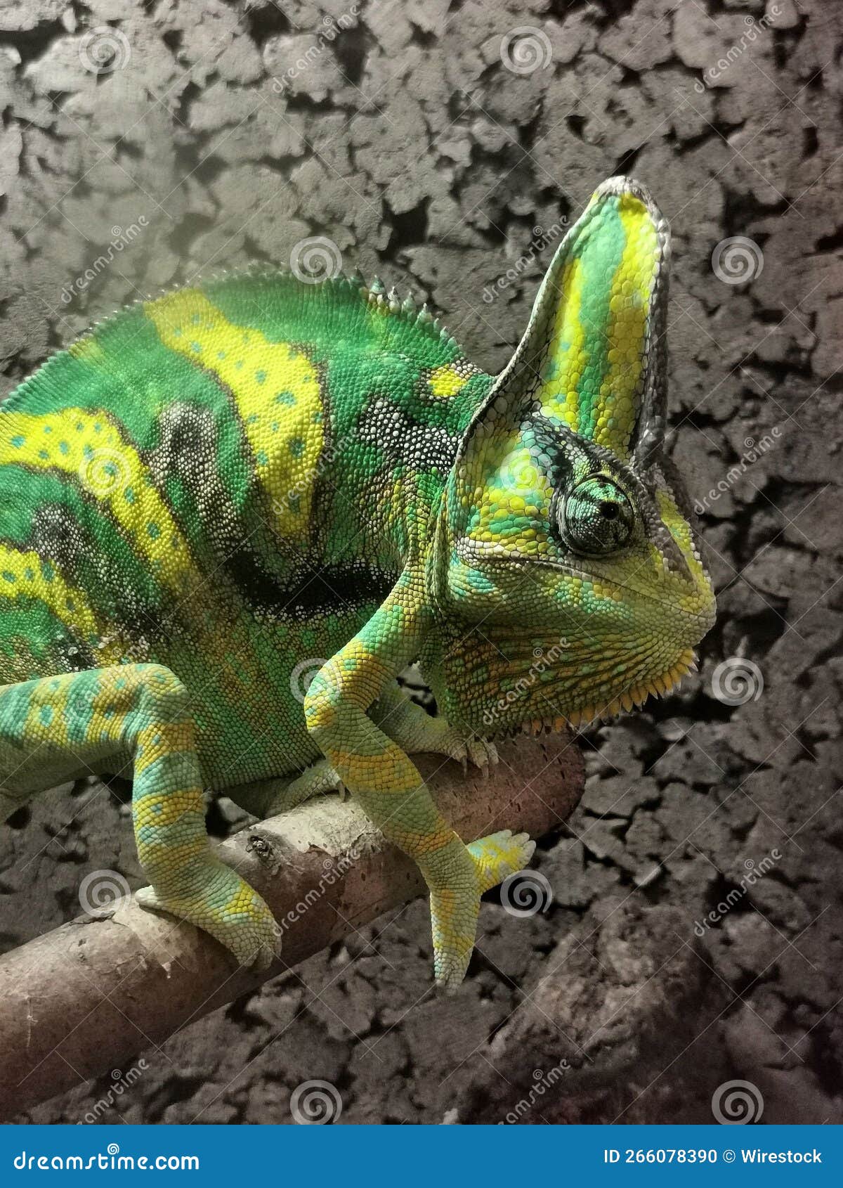 Vertical Close-up of a Yemeni Chameleon on a Tree Branch Stock Photo ...