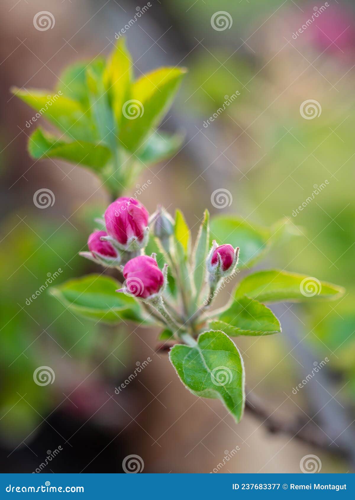 Vertical Closed Flowers on the Tree Branch Stock Image - Image of ...