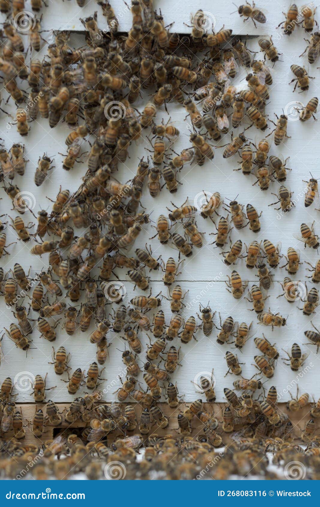 Vertical Closeup of an Active Bee Hive Stock Photo - Image of cell ...