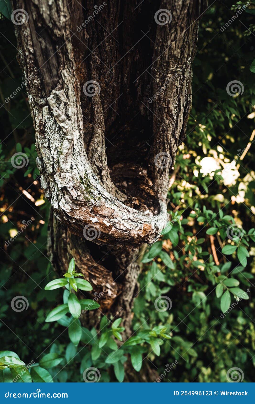 Vertical Closeup of an Aged Tree Trunk and Leaves Stock Image - Image ...