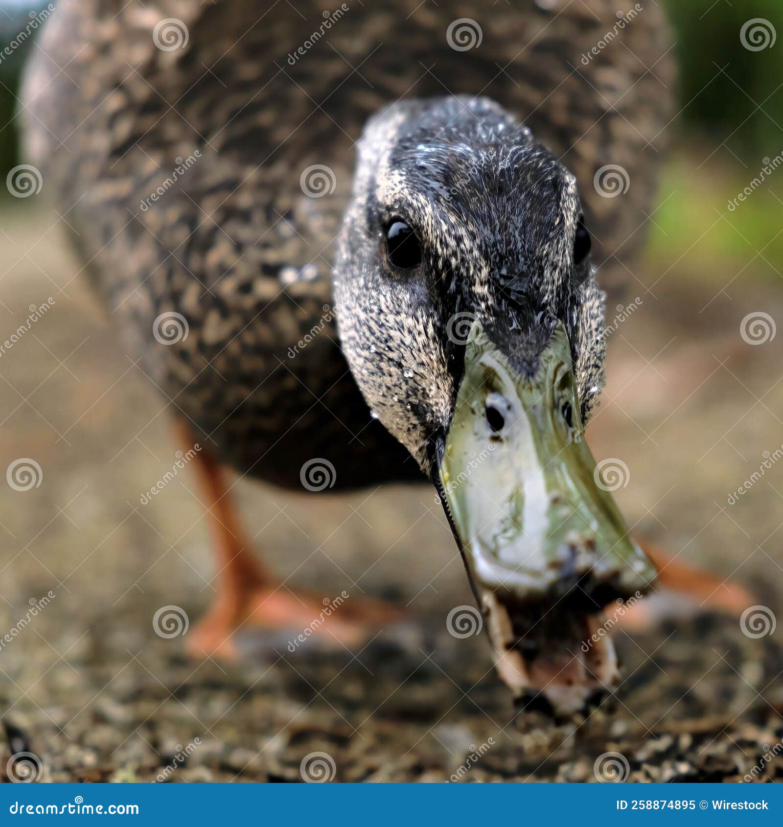 Vertical Closeup of an American Black Duck Looking at the Camera. Stock ...
