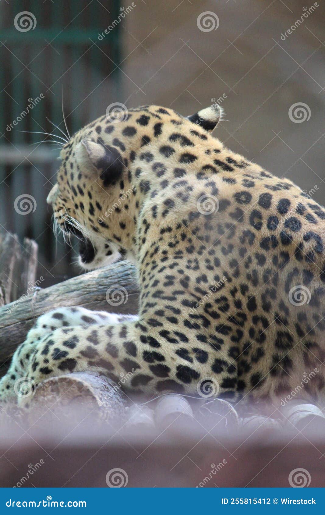 Vertical Closeup of an Amur Leopard Lying in a Zoo Stock Photo - Image ...