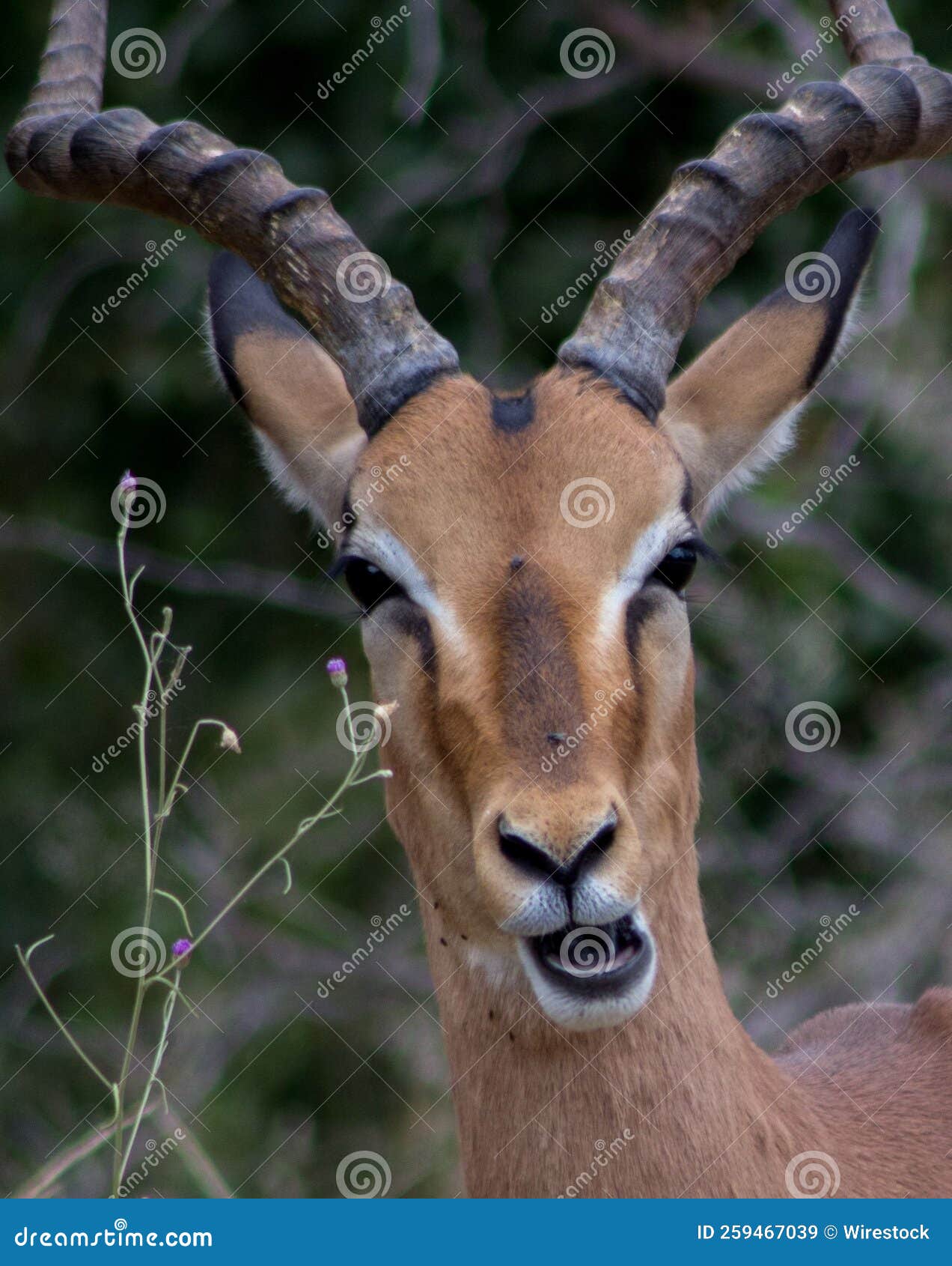 Vertical Closeup of an Antelope with an Open Mouth Outdoors Stock Image ...